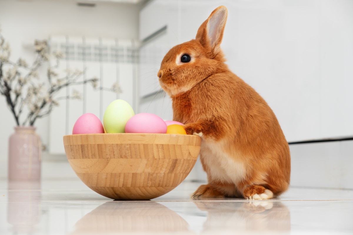 Les origines méconnues du lapin de Pâques dans les traditions européennes